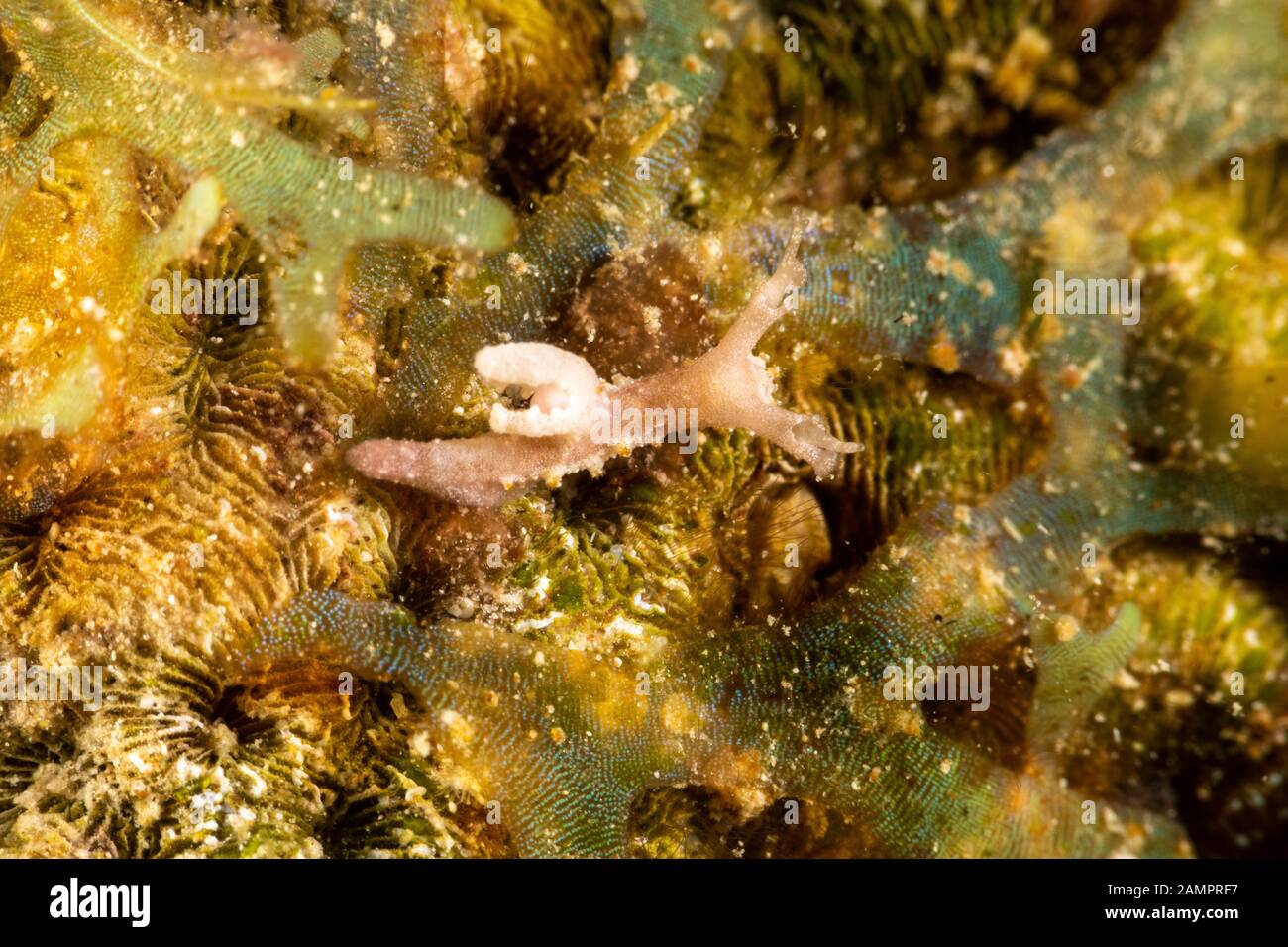 The most beautiful underwater snails of the Indian and Pacific Ocean Stock Photo - Alamy