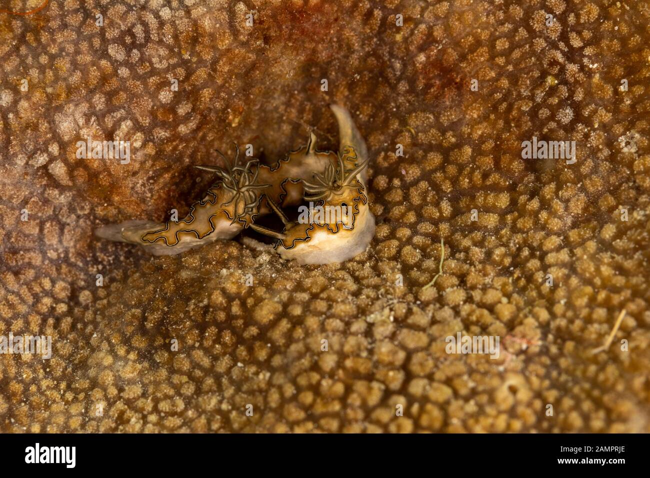 The most beautiful underwater snails of the Indian and Pacific Ocean ...