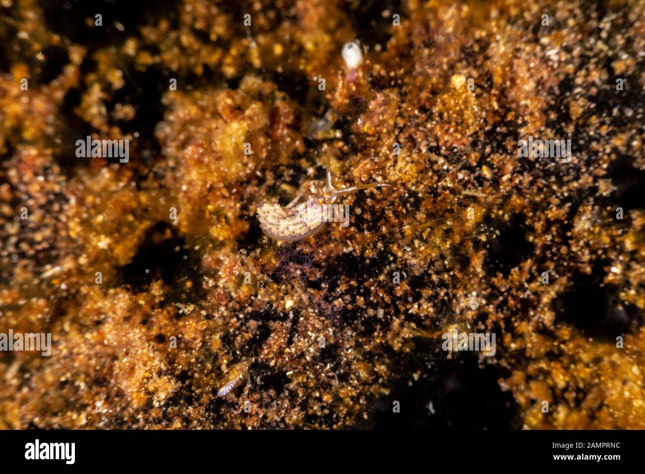 The most beautiful underwater snails of the Indian and Pacific Ocean ...