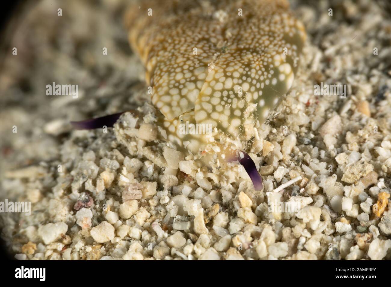 The most beautiful underwater snails of the Indian and Pacific Ocean ...