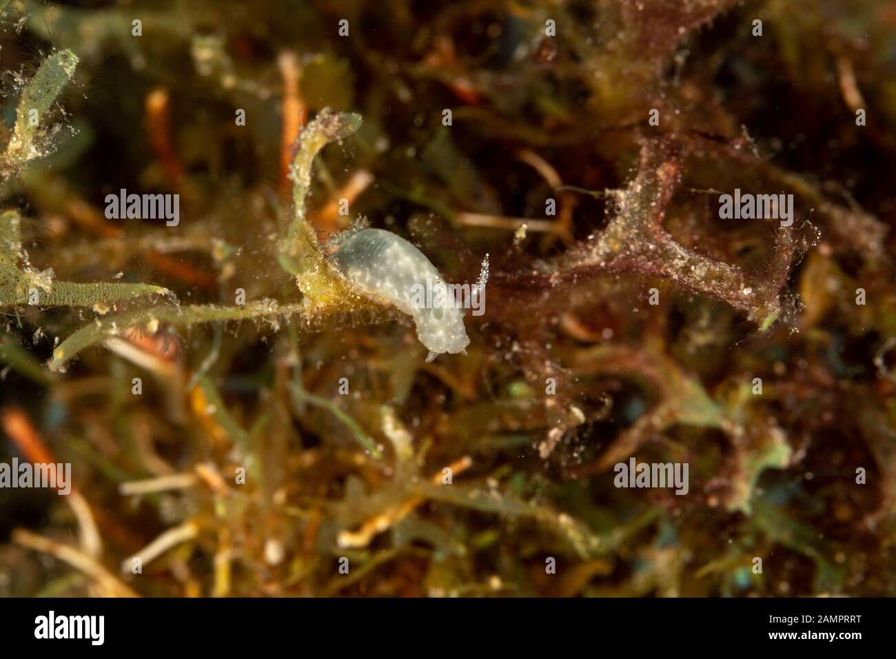 The most beautiful underwater snails of the Indian and Pacific Ocean ...