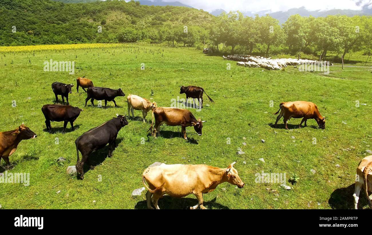 Aerial herding hi-res stock photography and images - Alamy