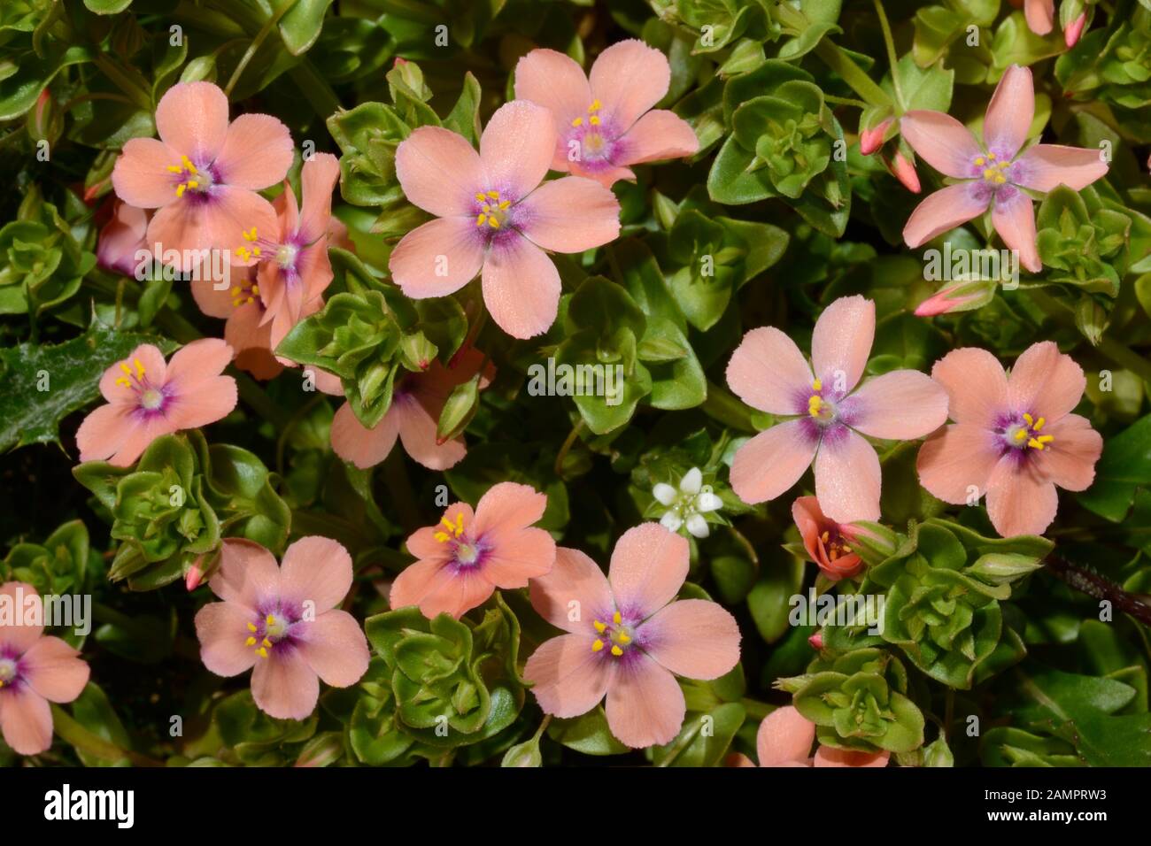 Plant native to north western africa hi-res stock photography and ...