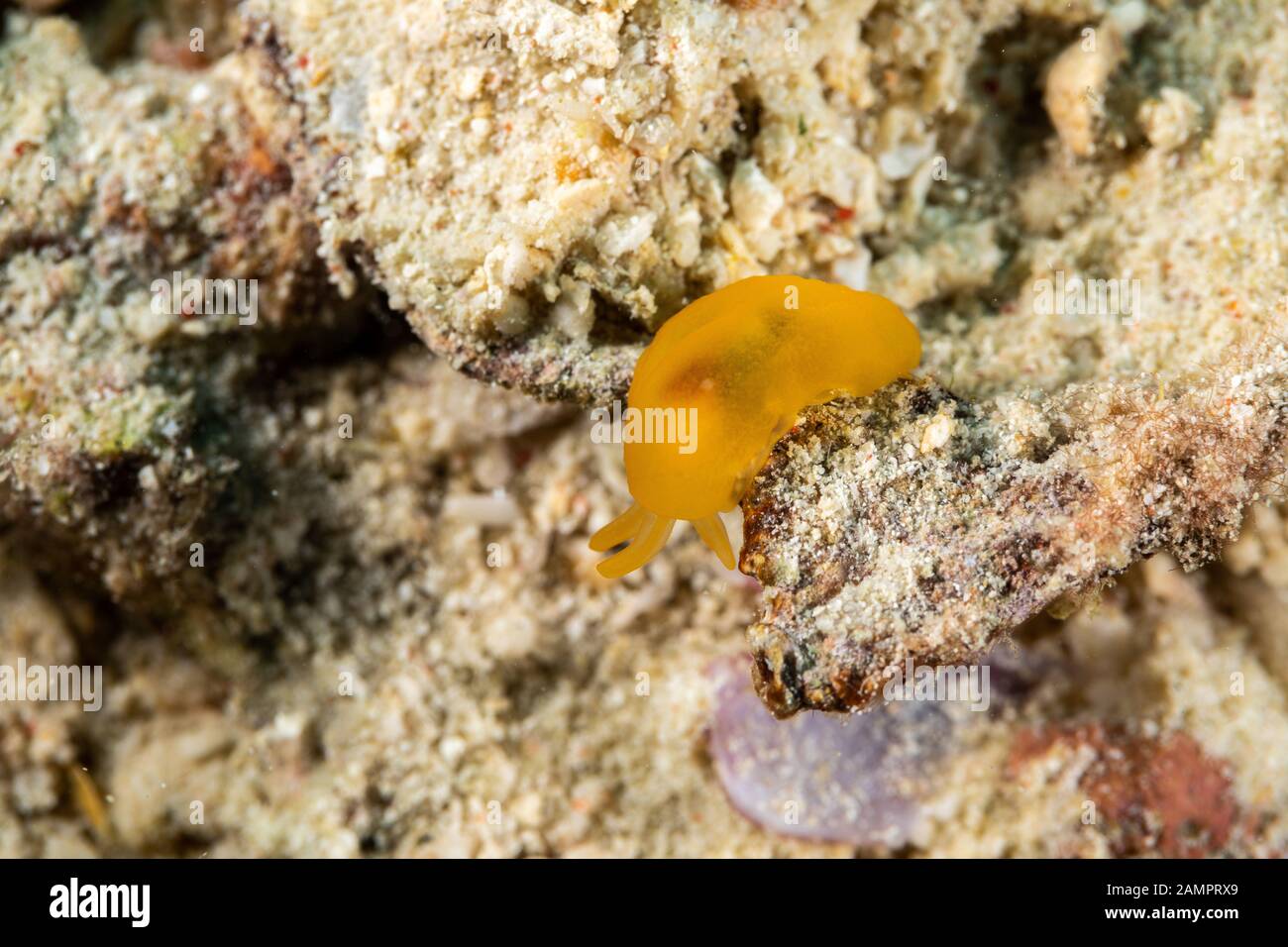 The most beautiful underwater snails of the Indian and Pacific Ocean ...