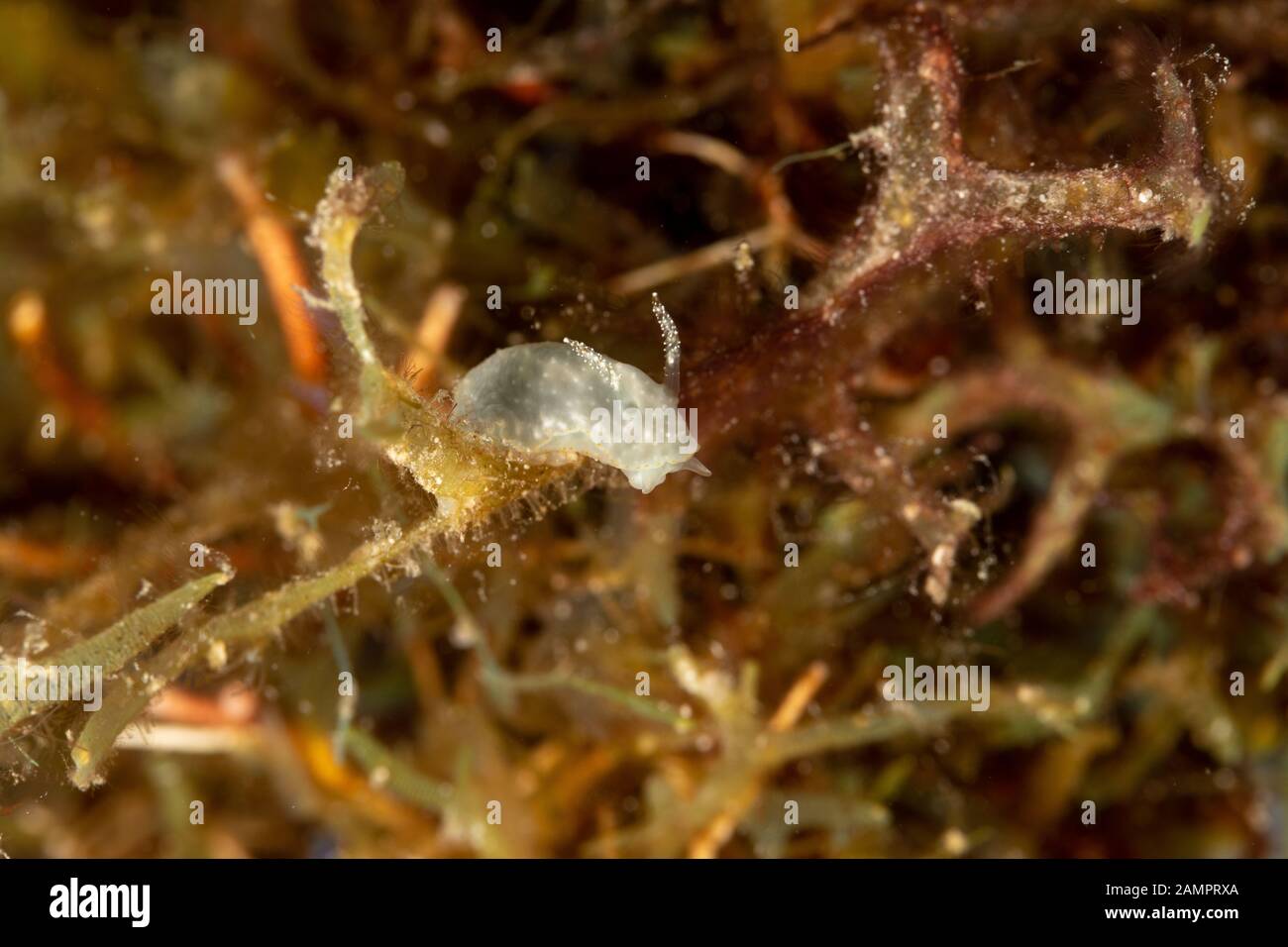The most beautiful underwater snails of the Indian and Pacific Ocean ...