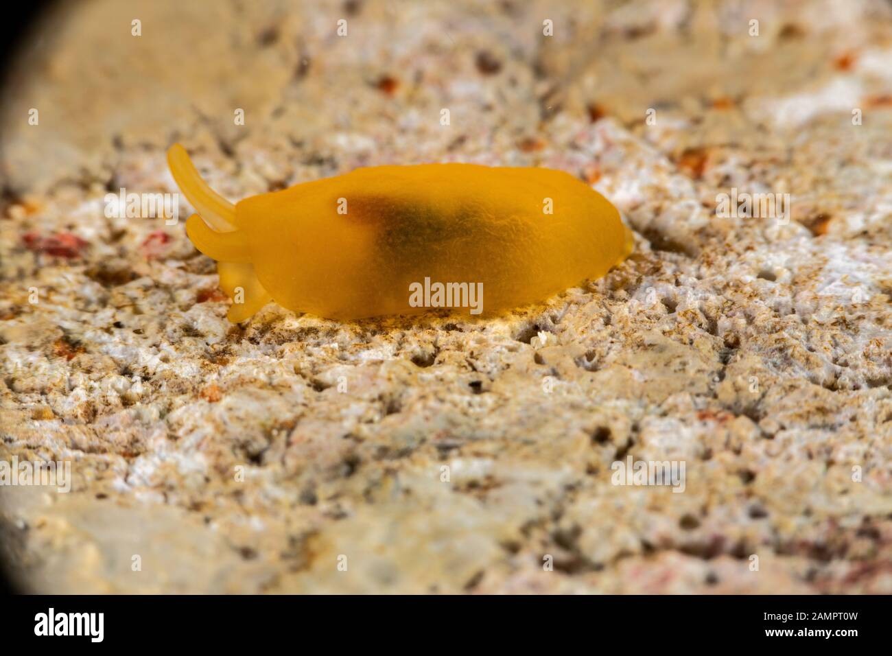 The most beautiful underwater snails of the Indian and Pacific Ocean Stock Photo - Alamy