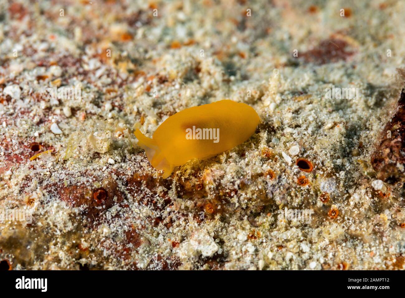 The most beautiful underwater snails of the Indian and Pacific Ocean ...
