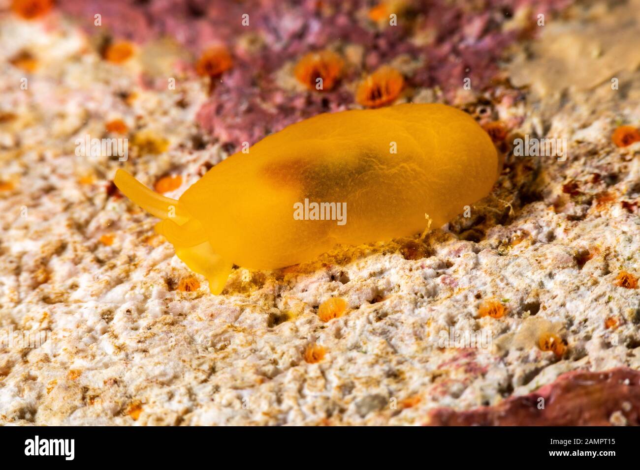 The most beautiful underwater snails of the Indian and Pacific Ocean ...