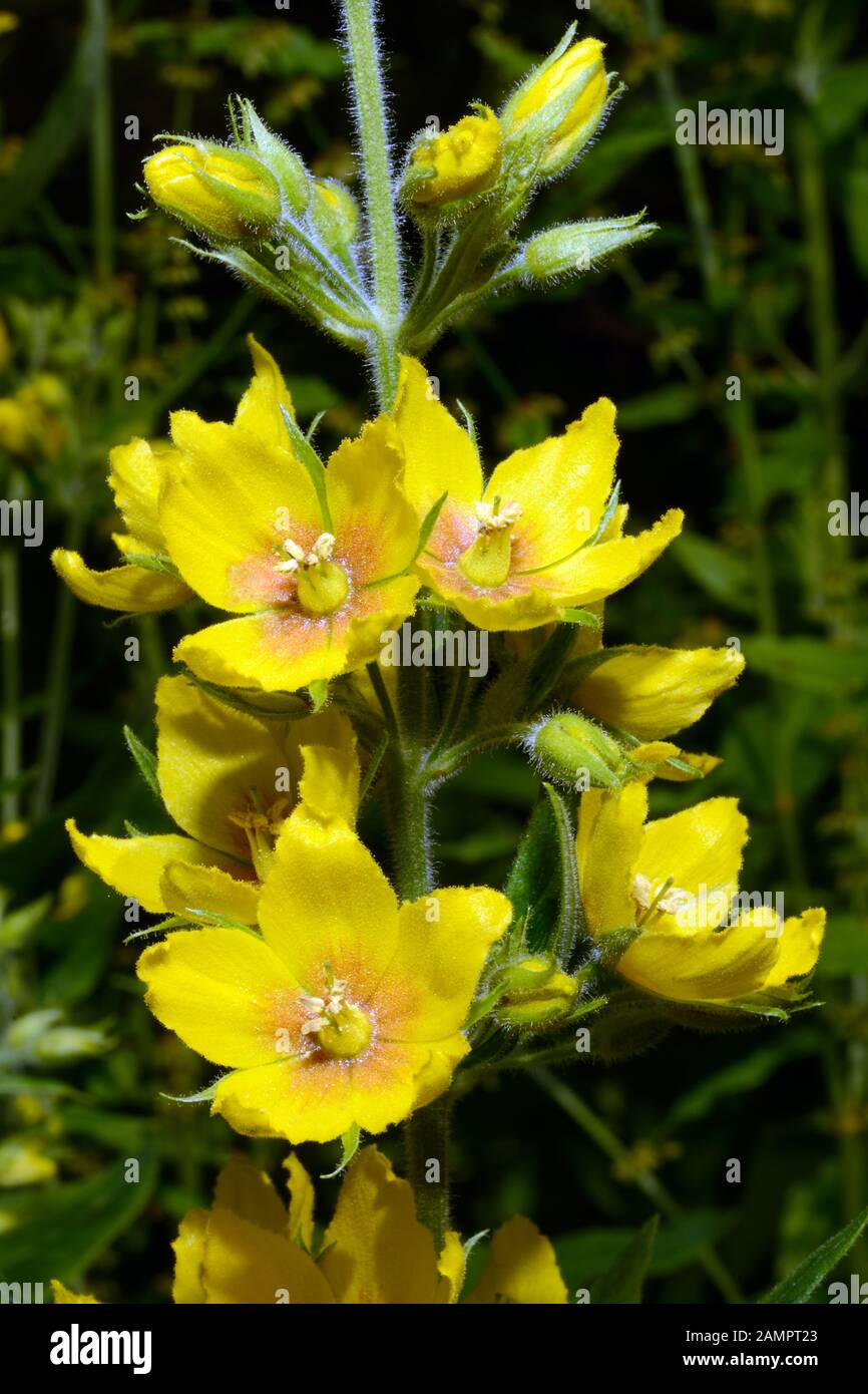 Loosestrife family hi-res stock photography and images - Alamy