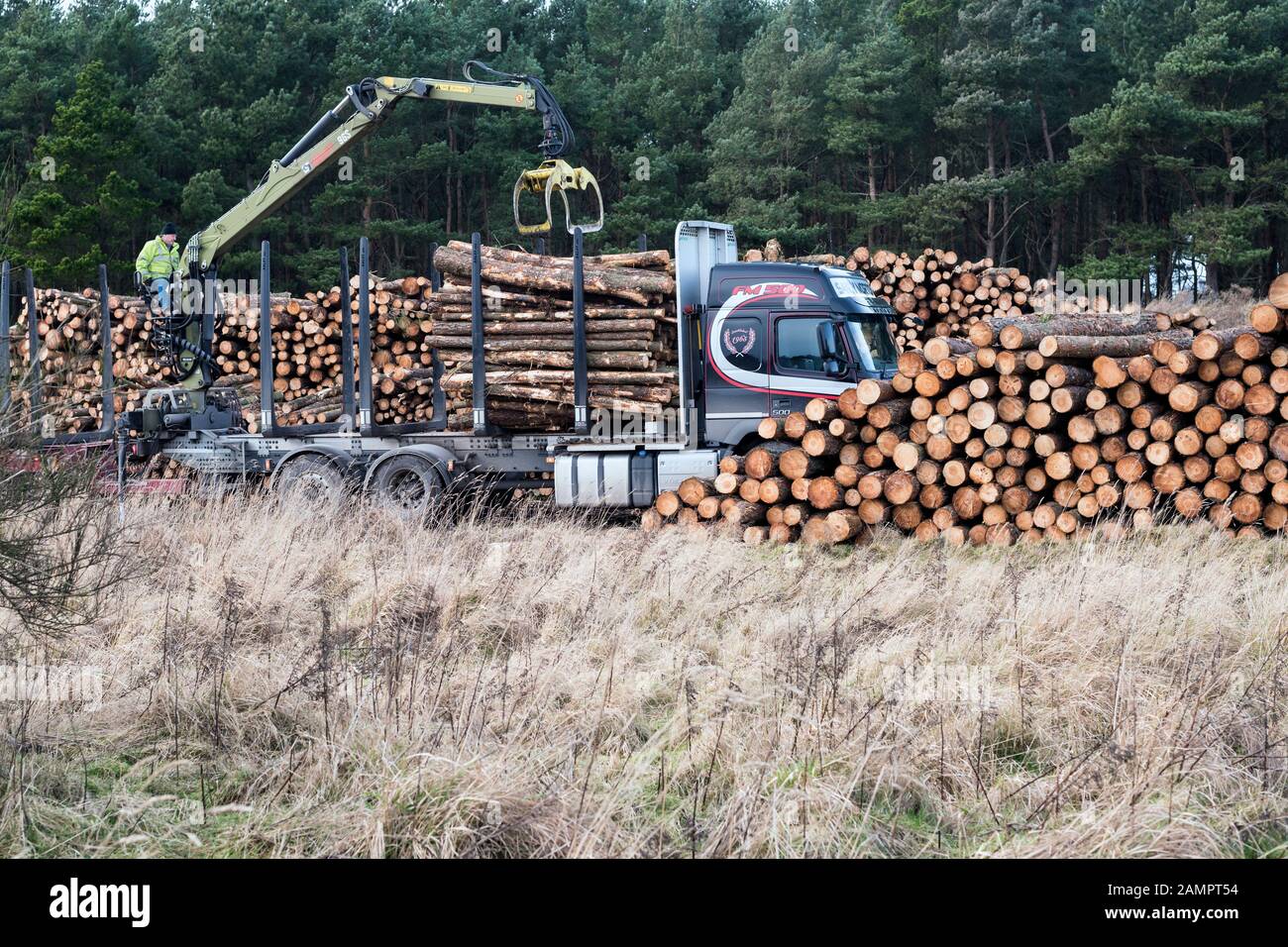 Loading a timber lorry using built on crane, during forestry work, with ...