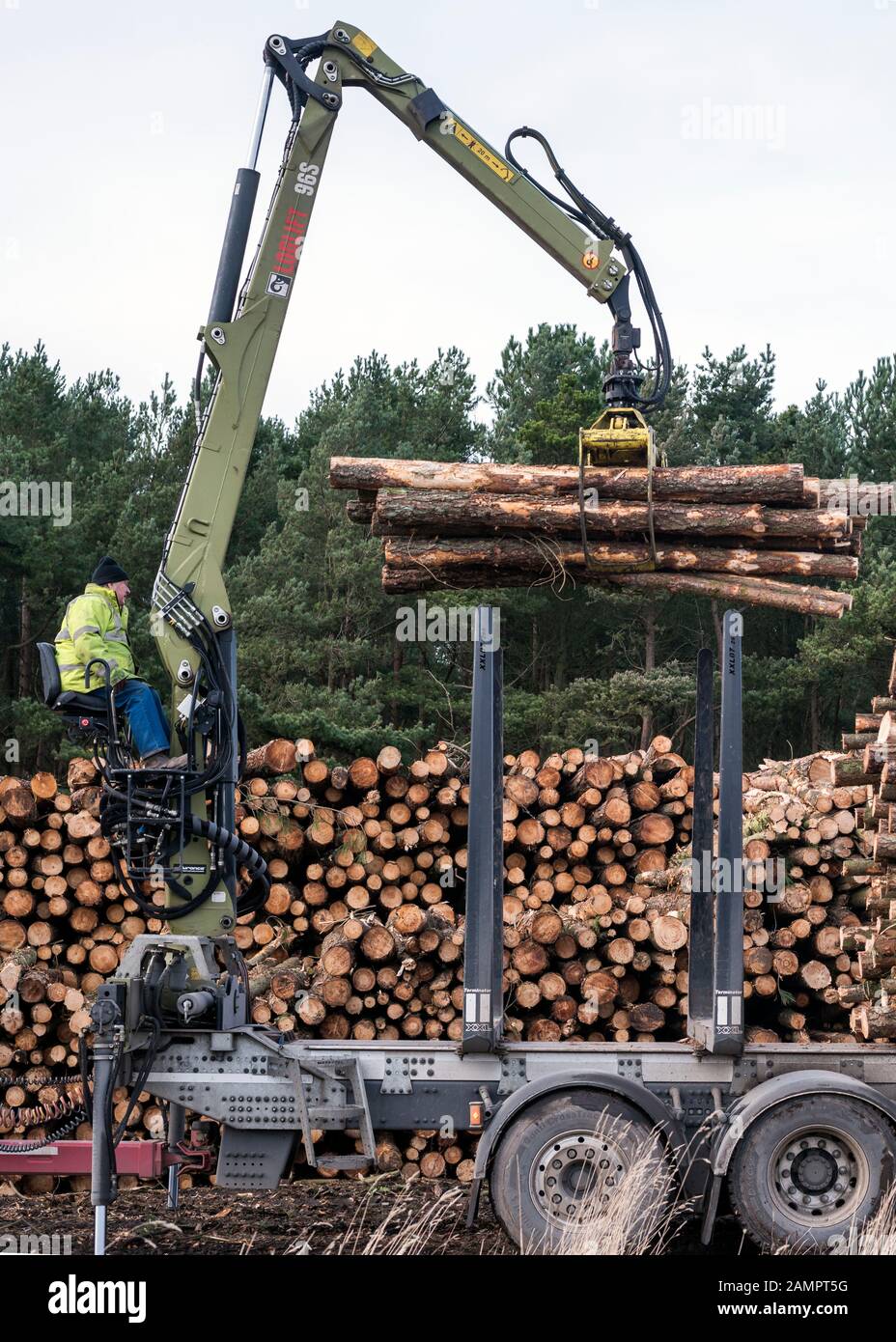 Loading a timber lorry using built on crane, during forestry work, with ...