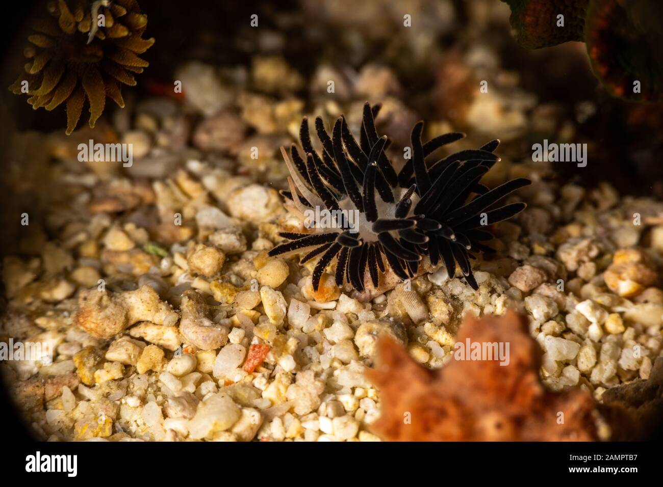 The most beautiful underwater snails of the Indian and Pacific Ocean ...