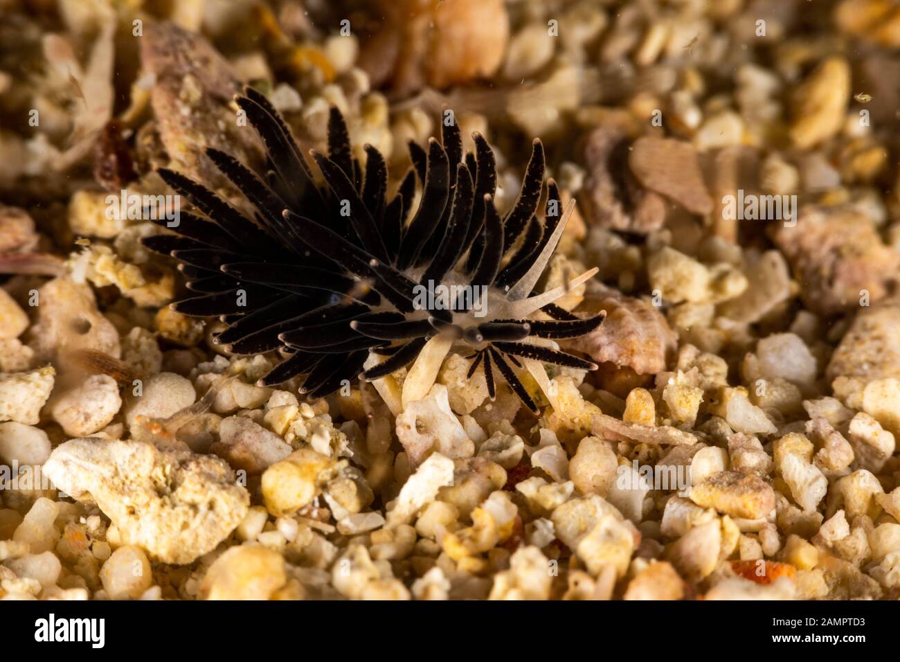 The most beautiful underwater snails of the Indian and Pacific Ocean ...