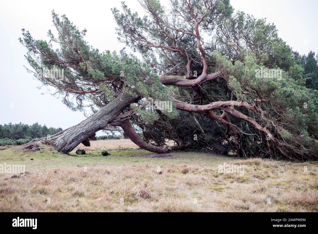 Wind fallen old pine tree still surviving whilst laying on ground ...