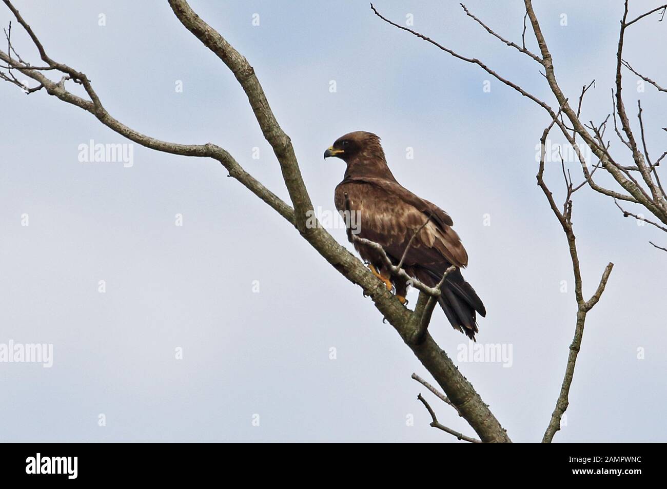 Walhberg's Eagle (Hieraaetus wahlbergi) adult perched indead tree ...