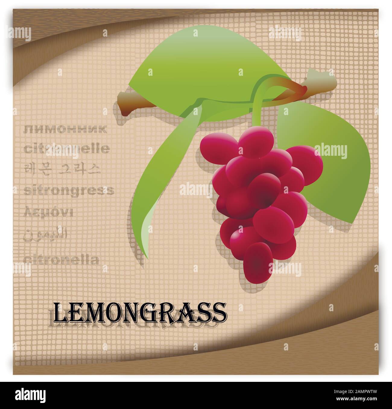 Spices lemongrass herbs spice Stock Vector Images - Alamy