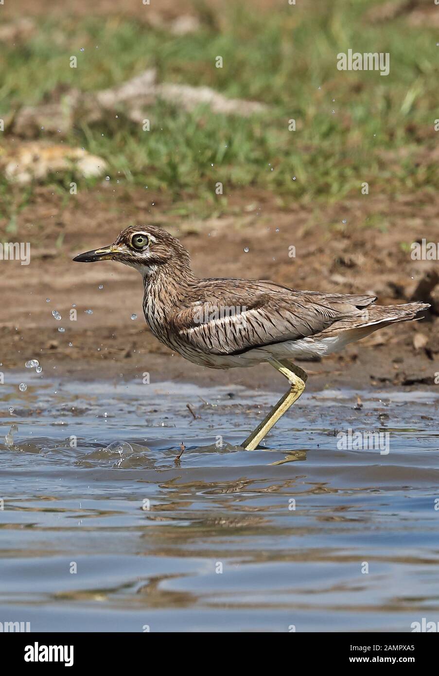 Water dikkops hi-res stock photography and images - Alamy