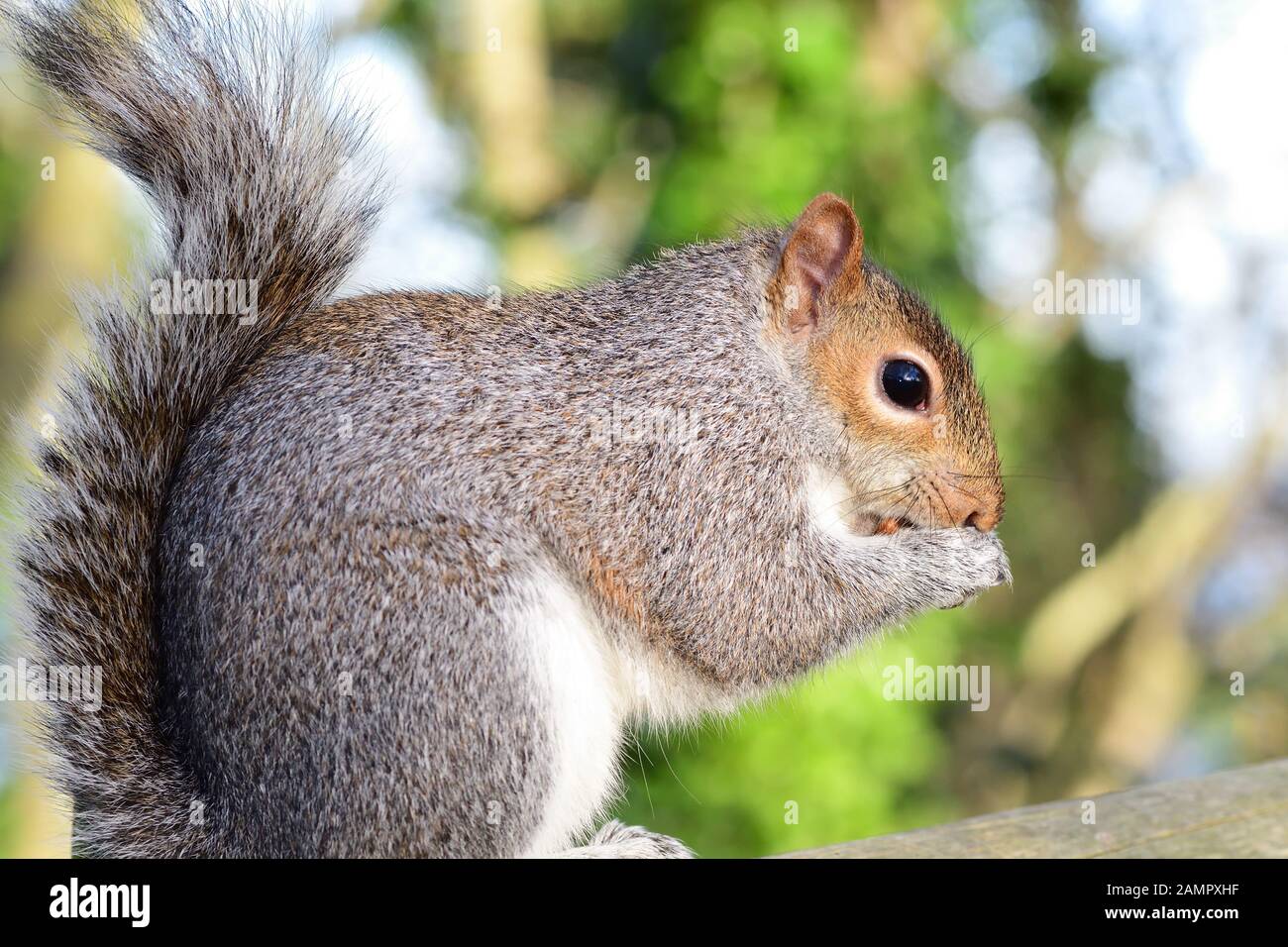 Side view of a grey squirrel (sciurus carolinensis) sitting on a fence ...