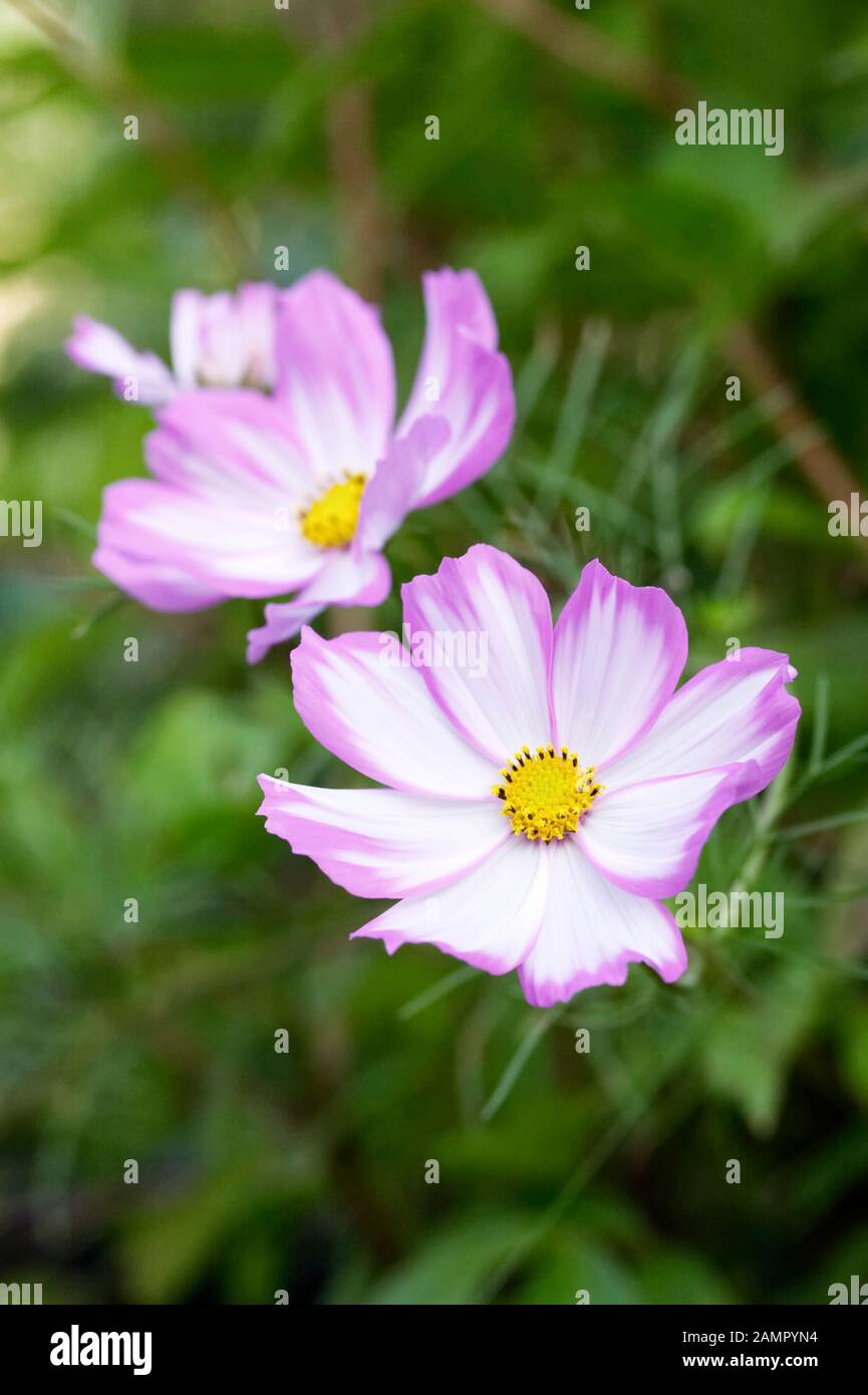 Cosmos bipinnatus 'Candy stripe' flower Stock Photo - Alamy