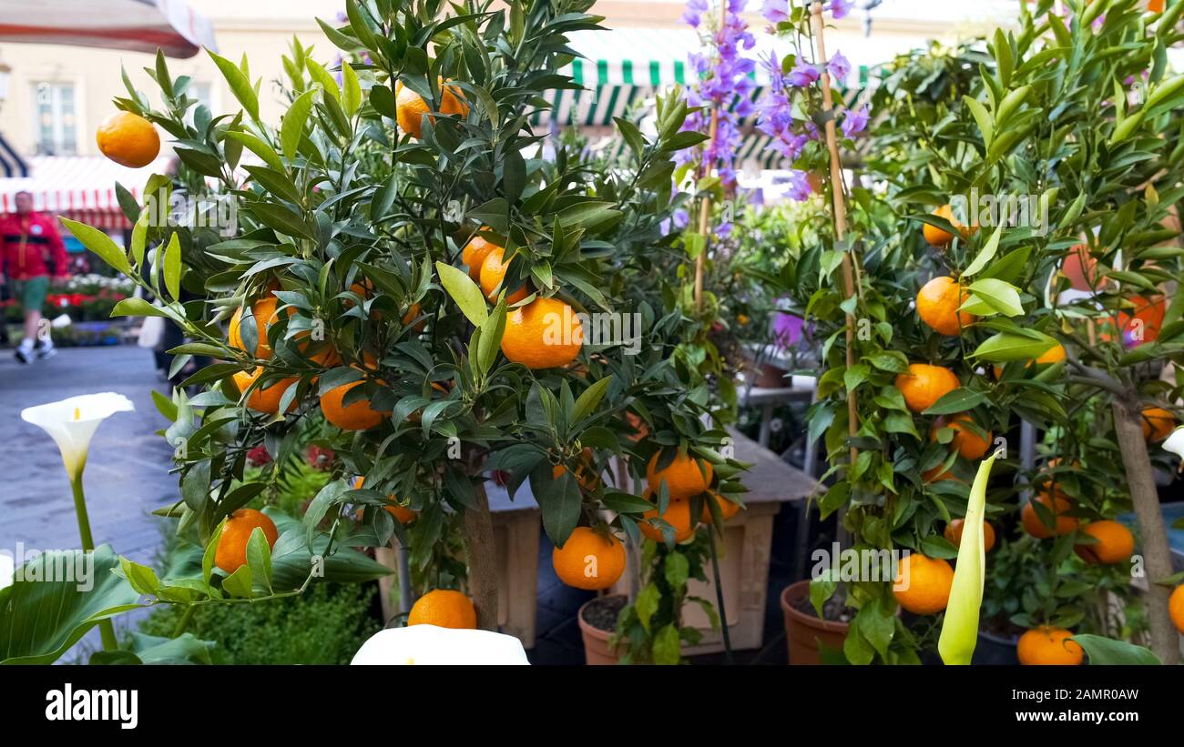 Mandarin trees presented for sale at flower market, fruit plants ...