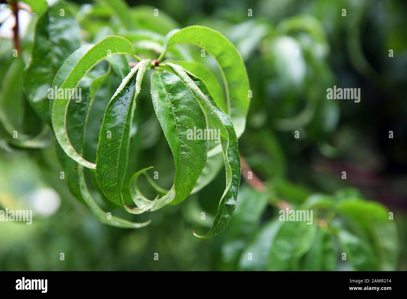 sick wrinkled green leaves and nectarine fruits in the garden on tree ...