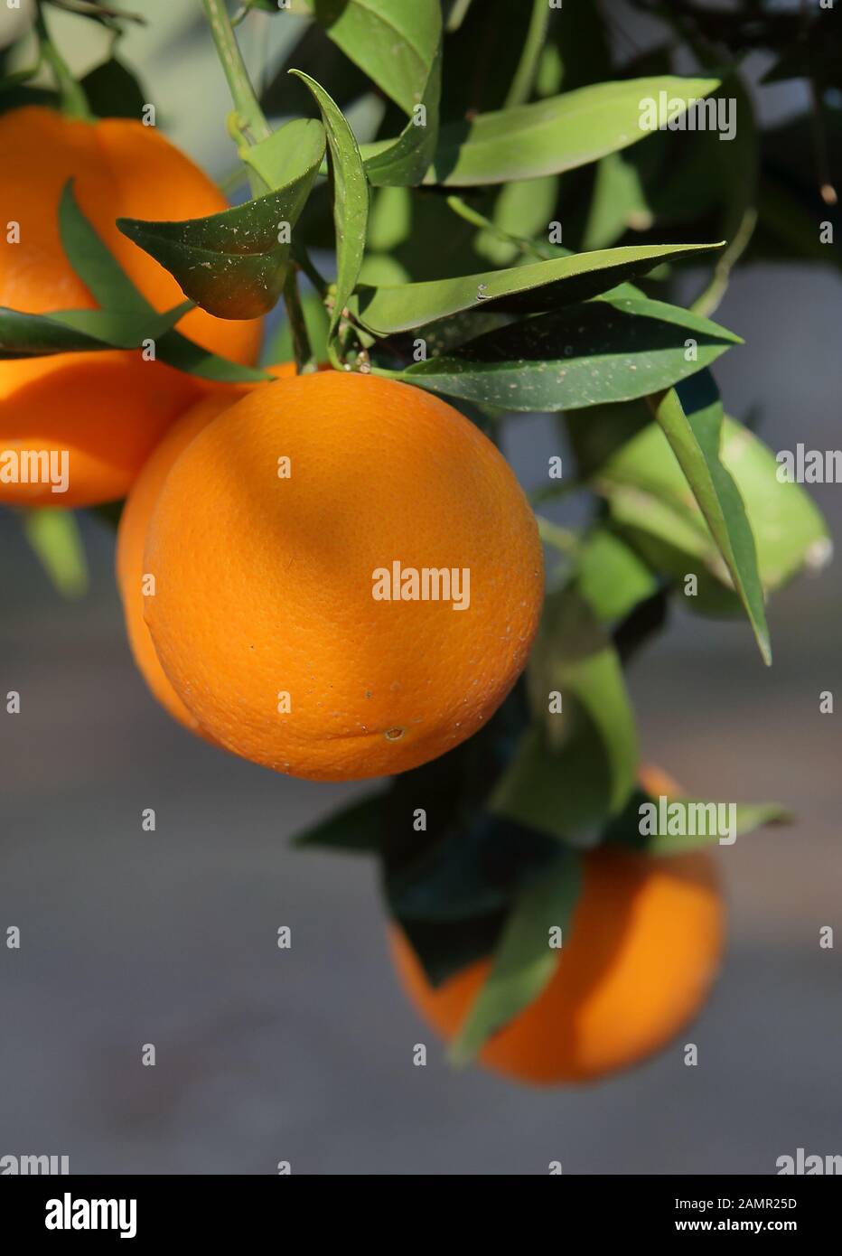 Ripen oranges in an orange tree hi-res stock photography and images - Alamy