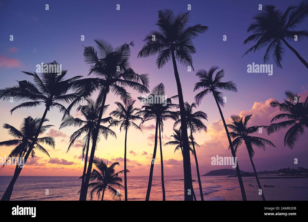 Sunset Purple Tree Photography