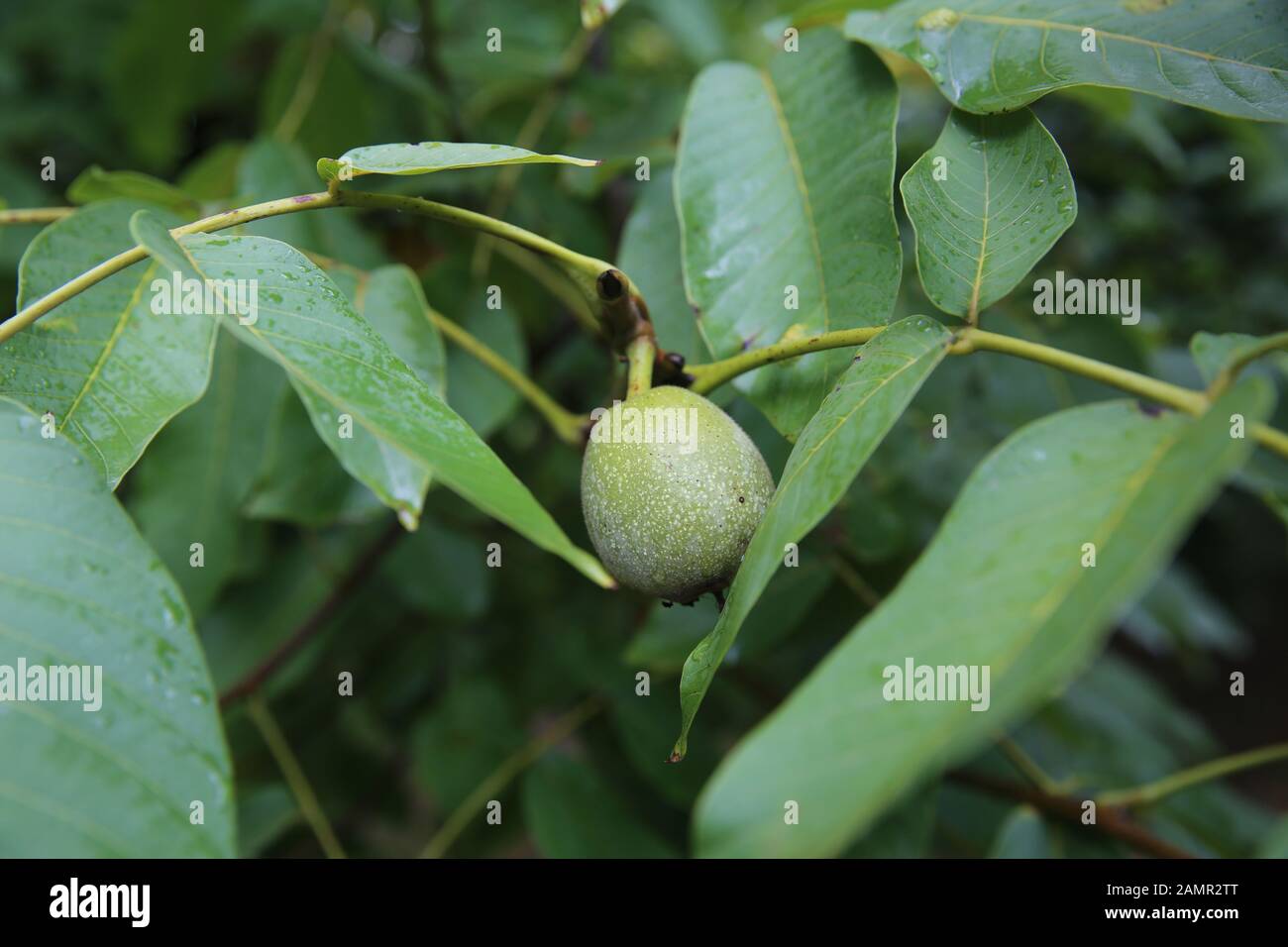 Green nuts on a tree. Walnut tree branch with fruit . Walnut tree Stock ...