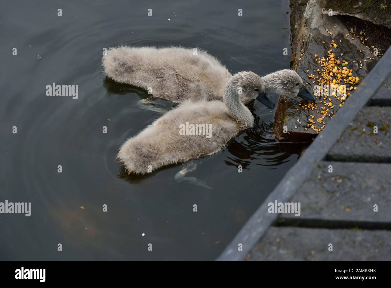 Riston hi-res stock photography and images - Alamy