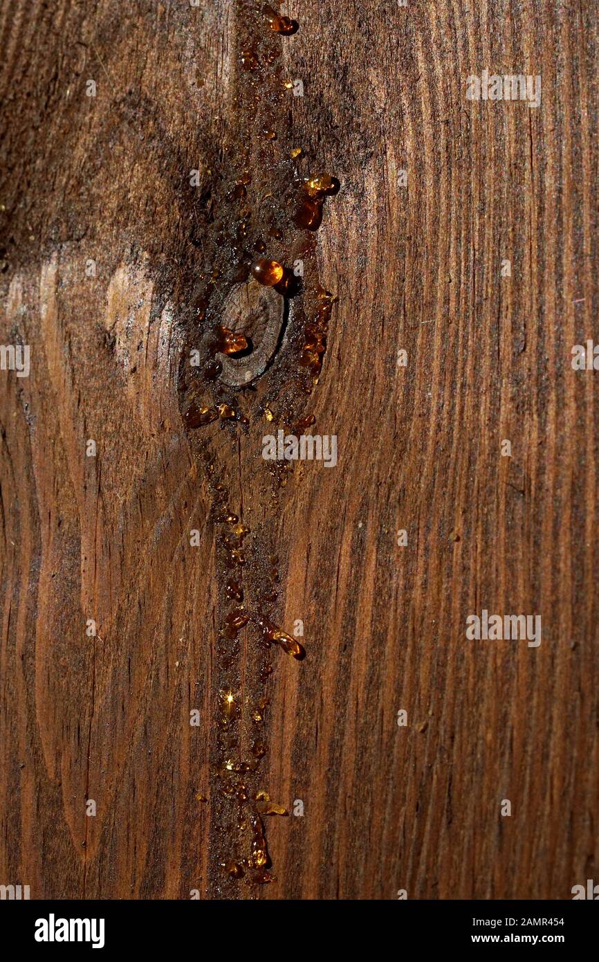 Timber knot hi-res stock photography and images - Alamy