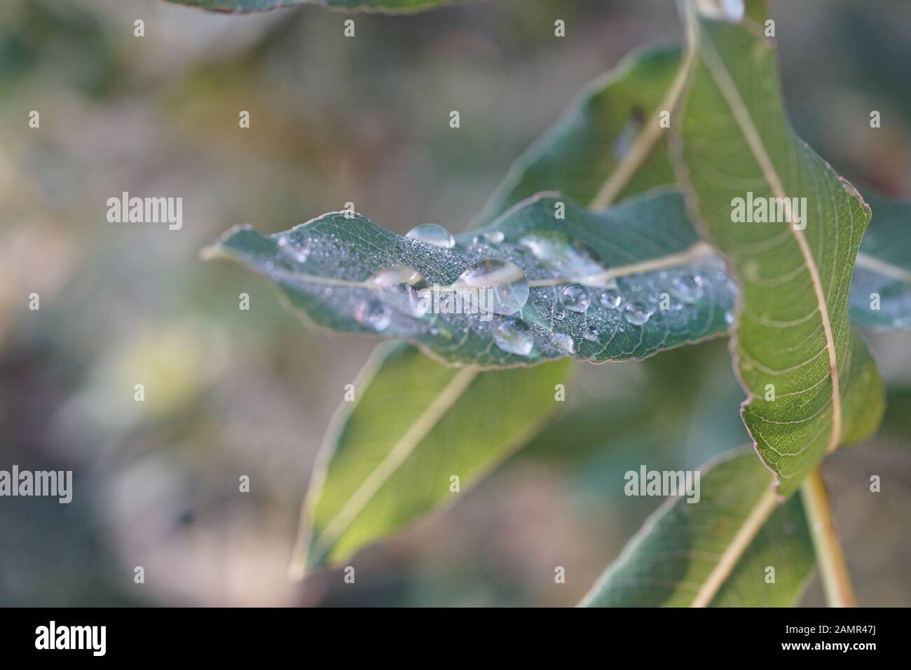 Rain willow hi-res stock photography and images - Alamy