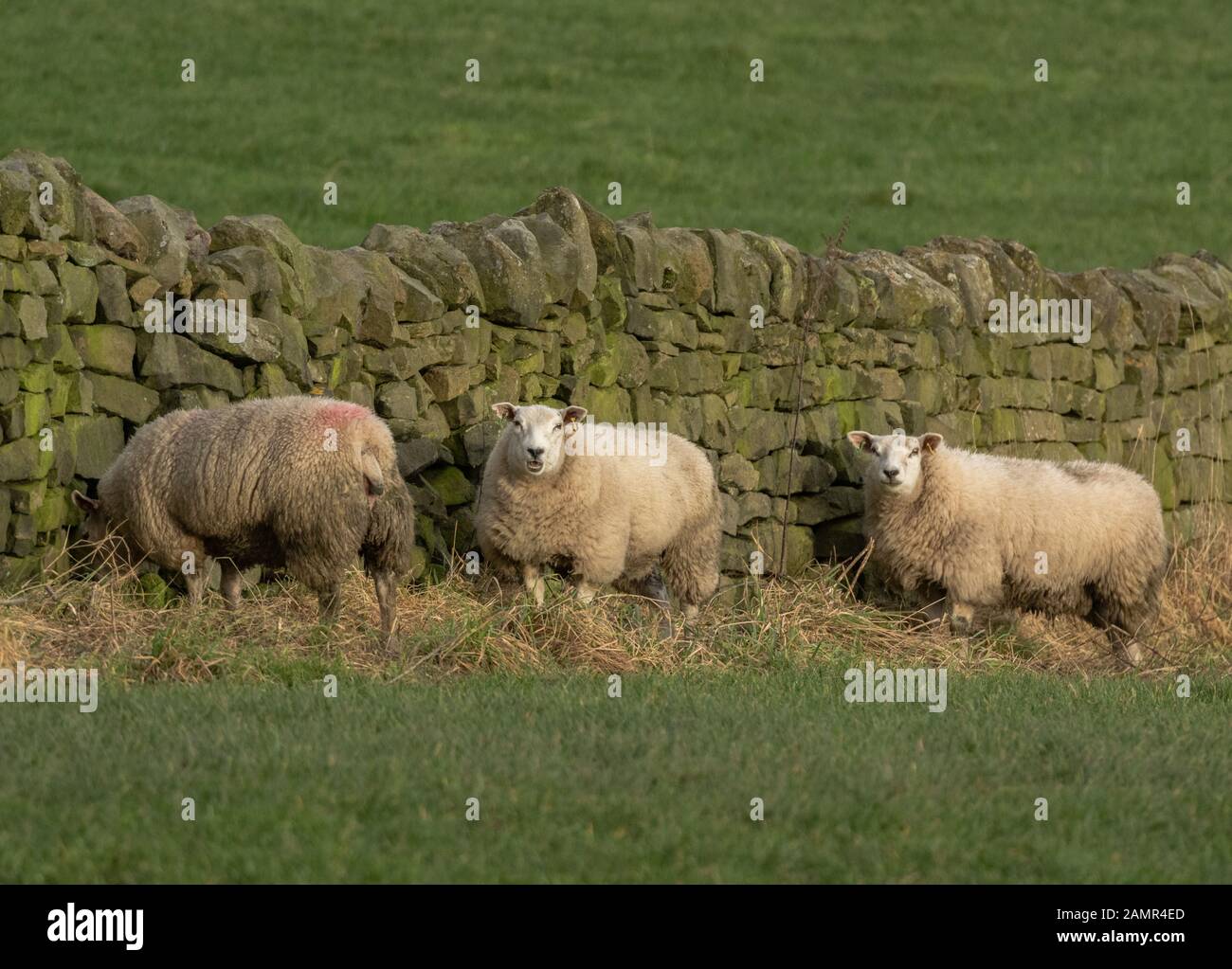 Sheep sheltering against a dry stone wall in Yorkshire Stock Photo - Alamy