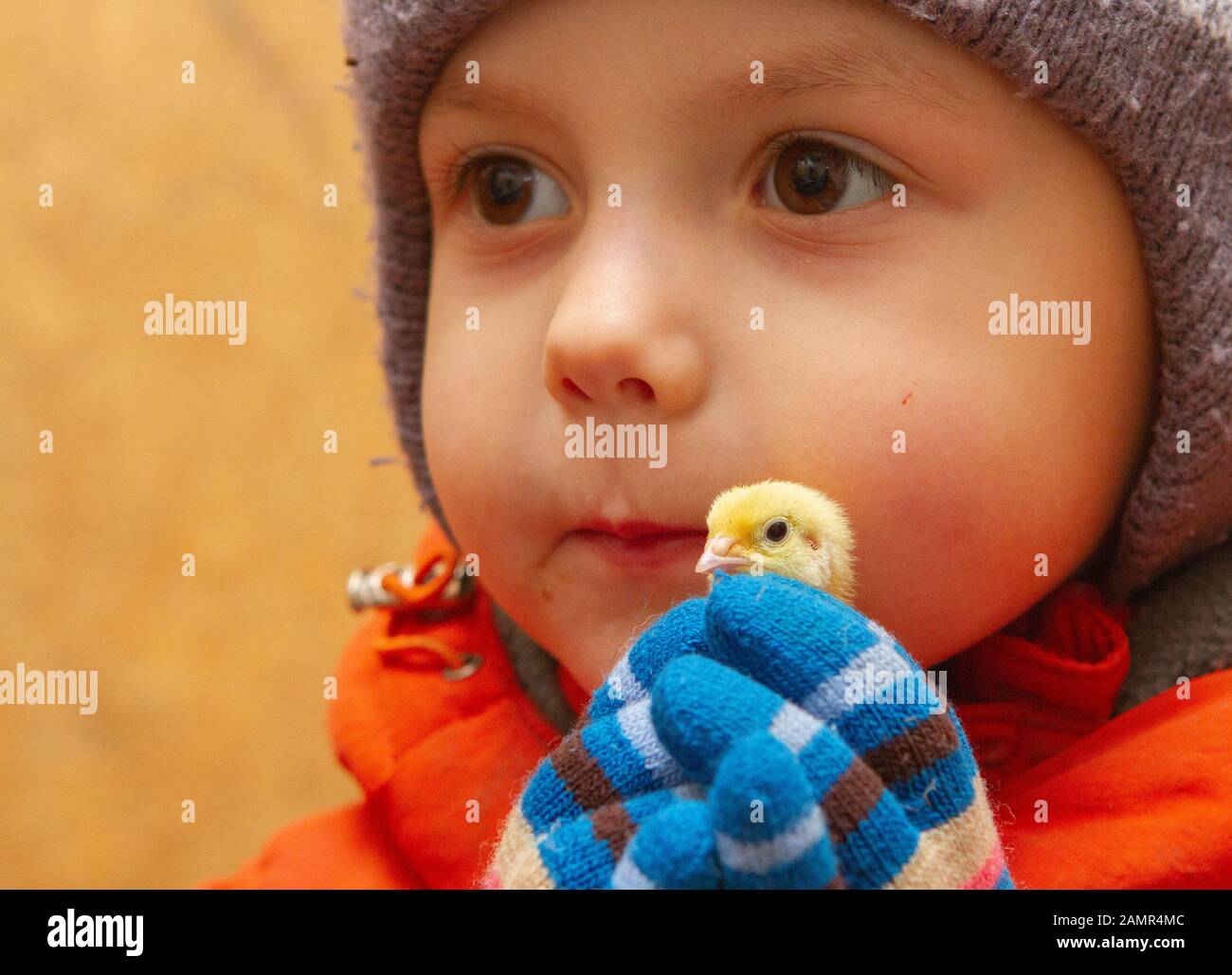 Kid boy farm chicken hi-res stock photography and images - Alamy