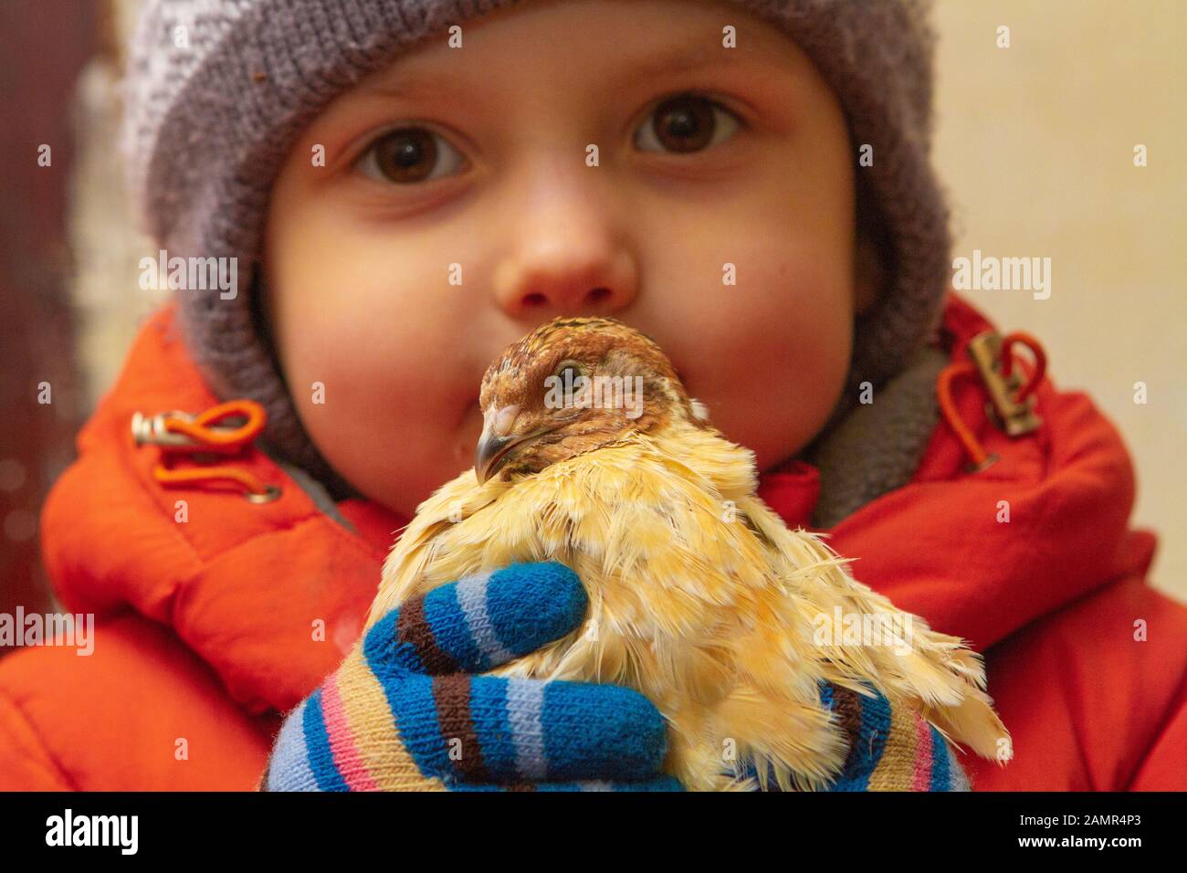 Children holding a quail chicken. A small beautiful boy hugs and kisses ...