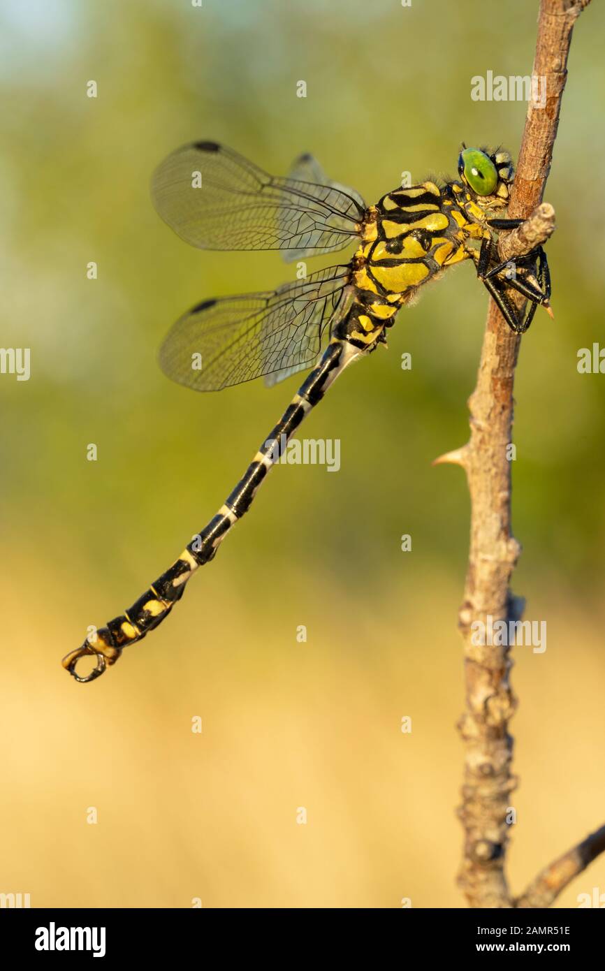Small species of dragonfly hi-res stock photography and images - Alamy