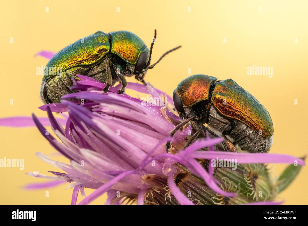 Pair of green beetles Cryptocephalus sericeus in Czech Republic Stock ...