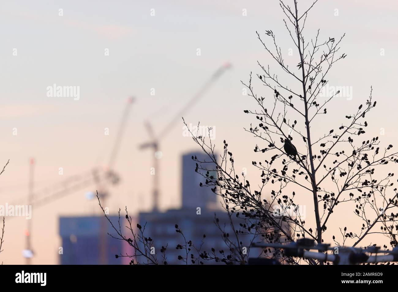 A bird sings in a tree a short distance away from Leeds City Centre ...