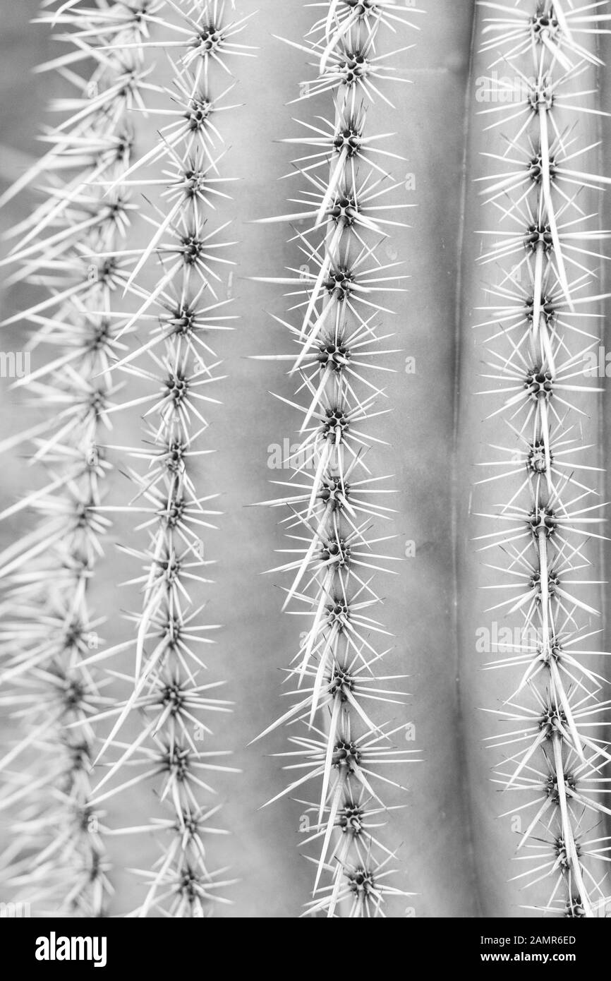 Portrait main photo Black and White Stock Photos & Images - Alamy