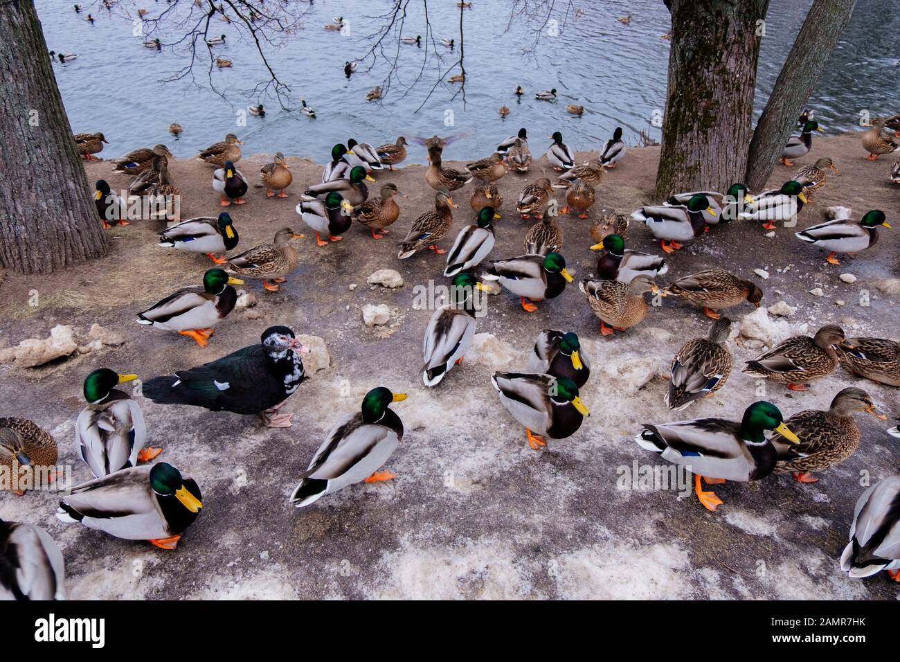 So many ducks hi-res stock photography and images - Alamy