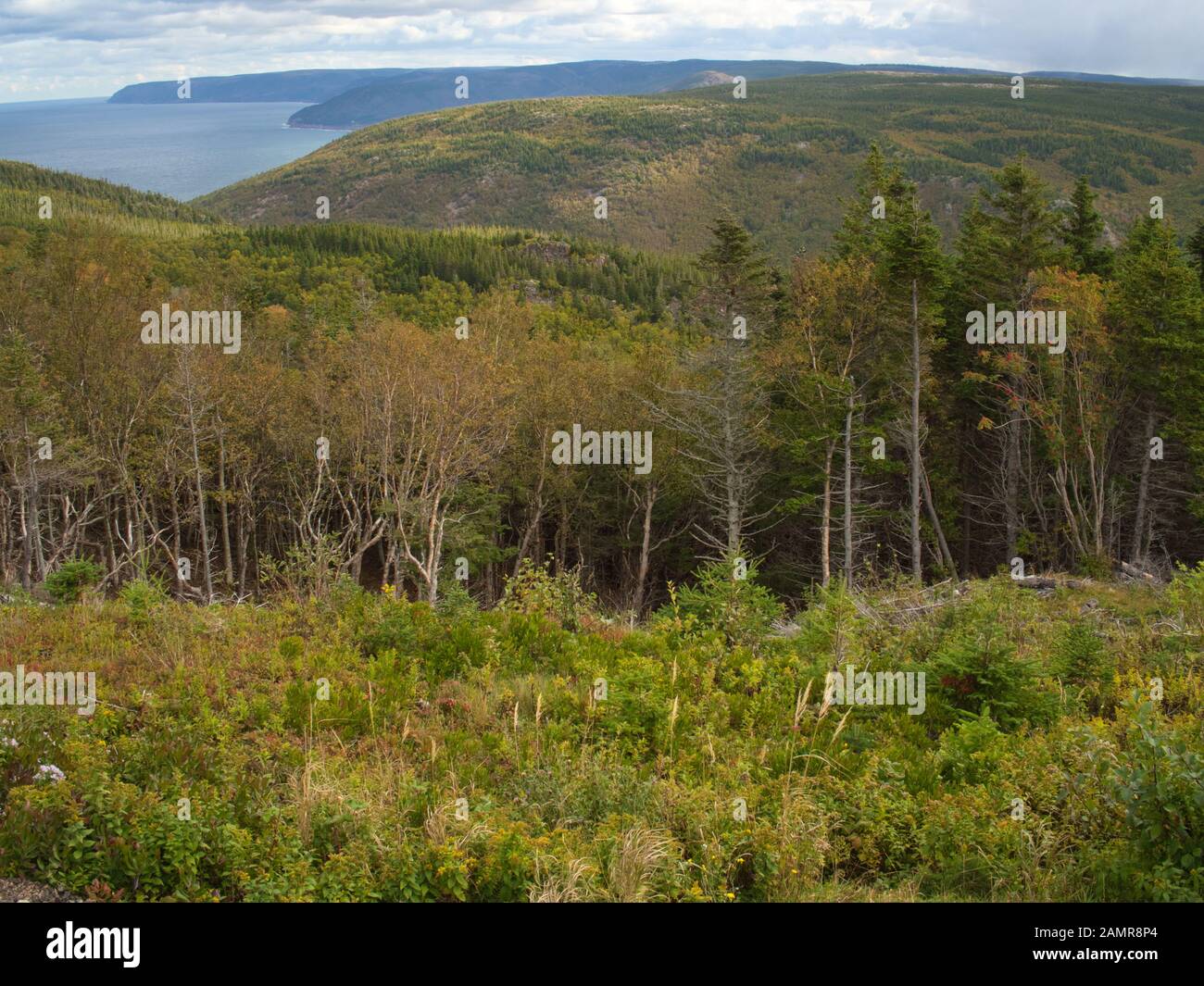 Breton landscape trees hi-res stock photography and images - Alamy
