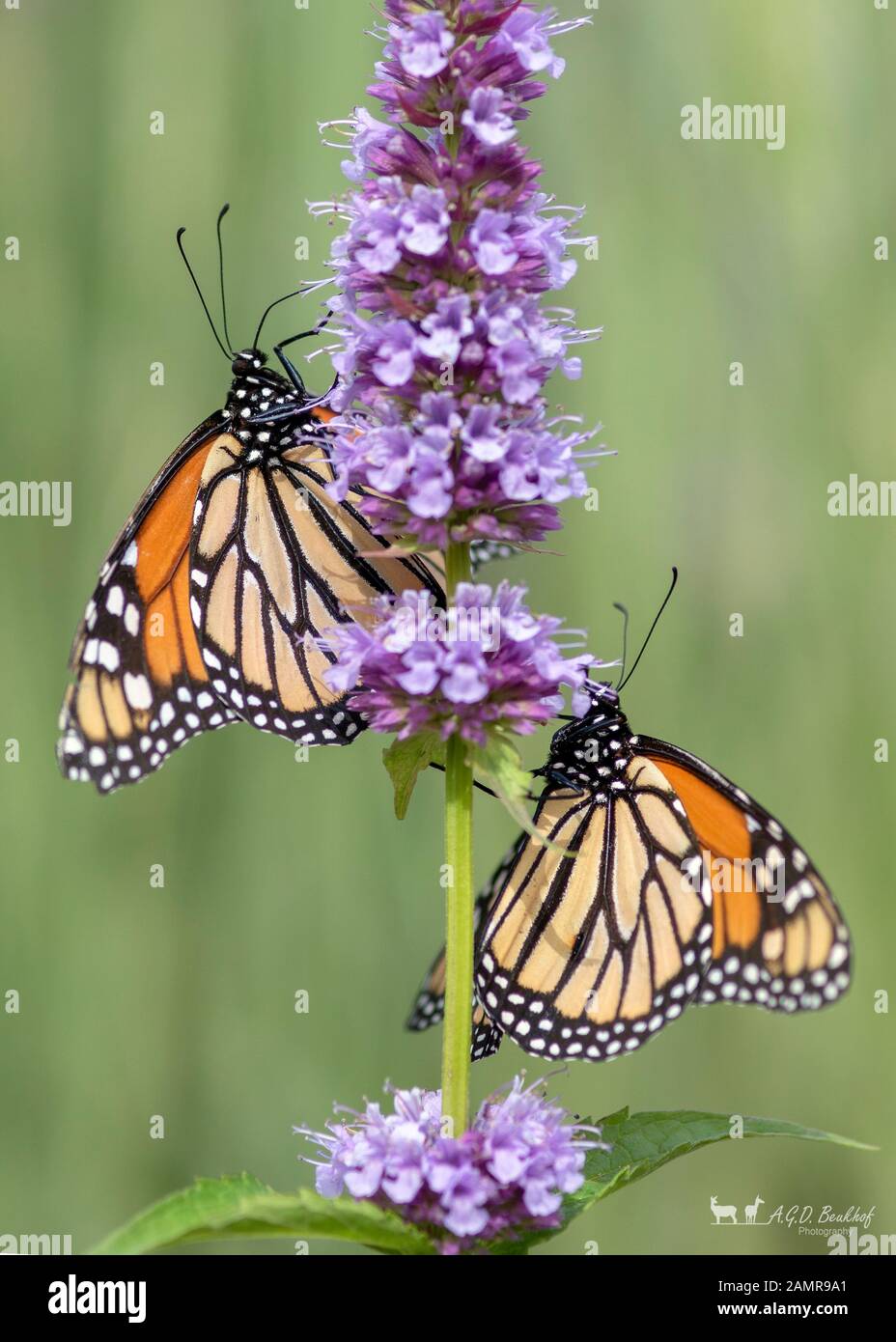 Monarch danaus plexippus feeding hi-res stock photography and images ...