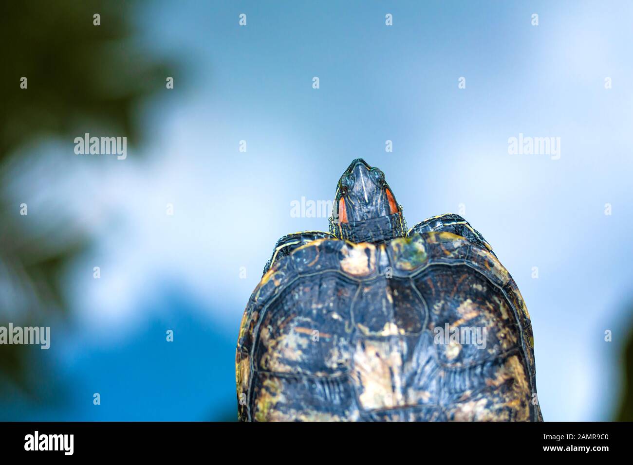 Red Eared Terrapin - Trachemys scripta elegans. Red eared slider turtle ...