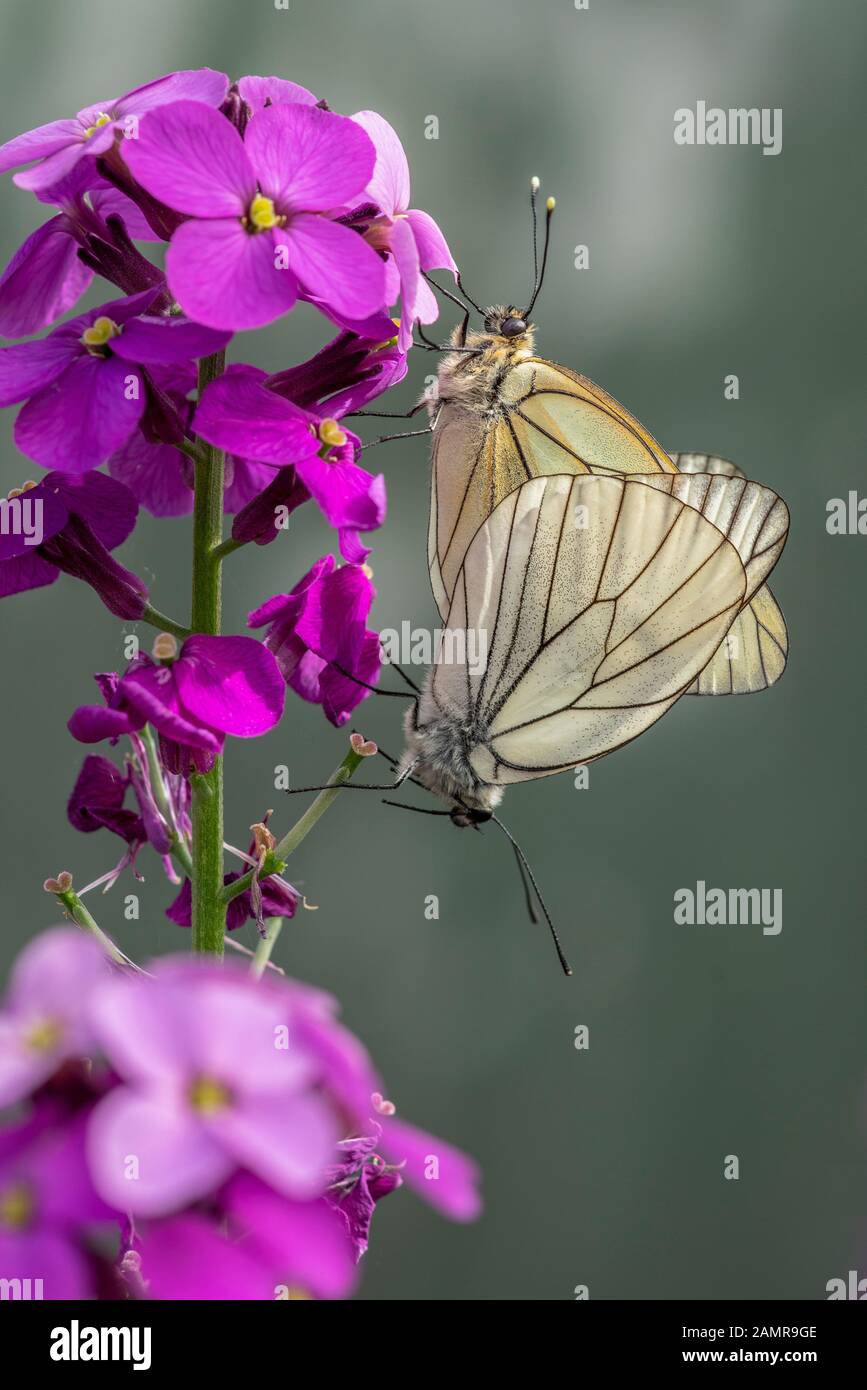 Couple mating hi-res stock photography and images - Alamy