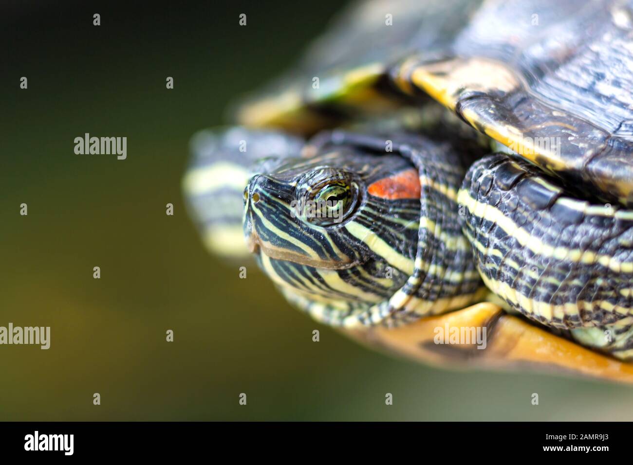 Red Eared Terrapin - Trachemys scripta elegans. Red eared slider turtle ...