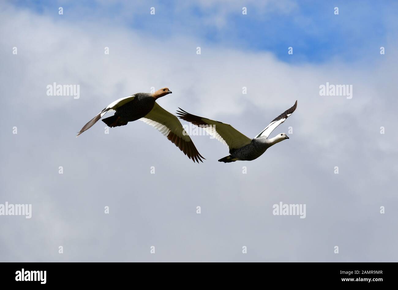 Fire goose hi-res stock photography and images - Alamy
