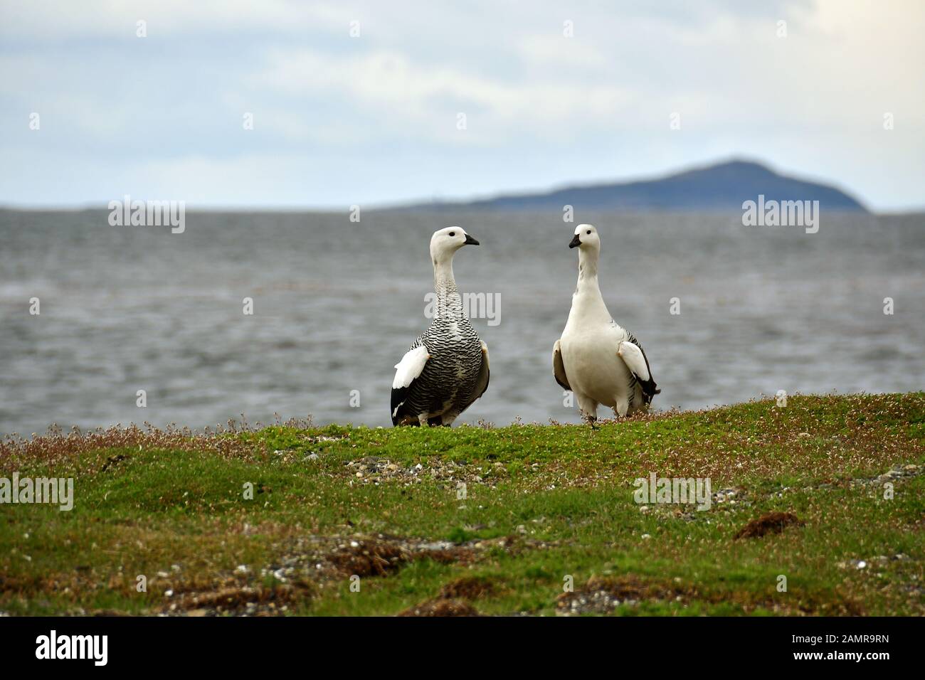 Upland goose or Magellan goose male, Chloephaga picta, Magellangans ...