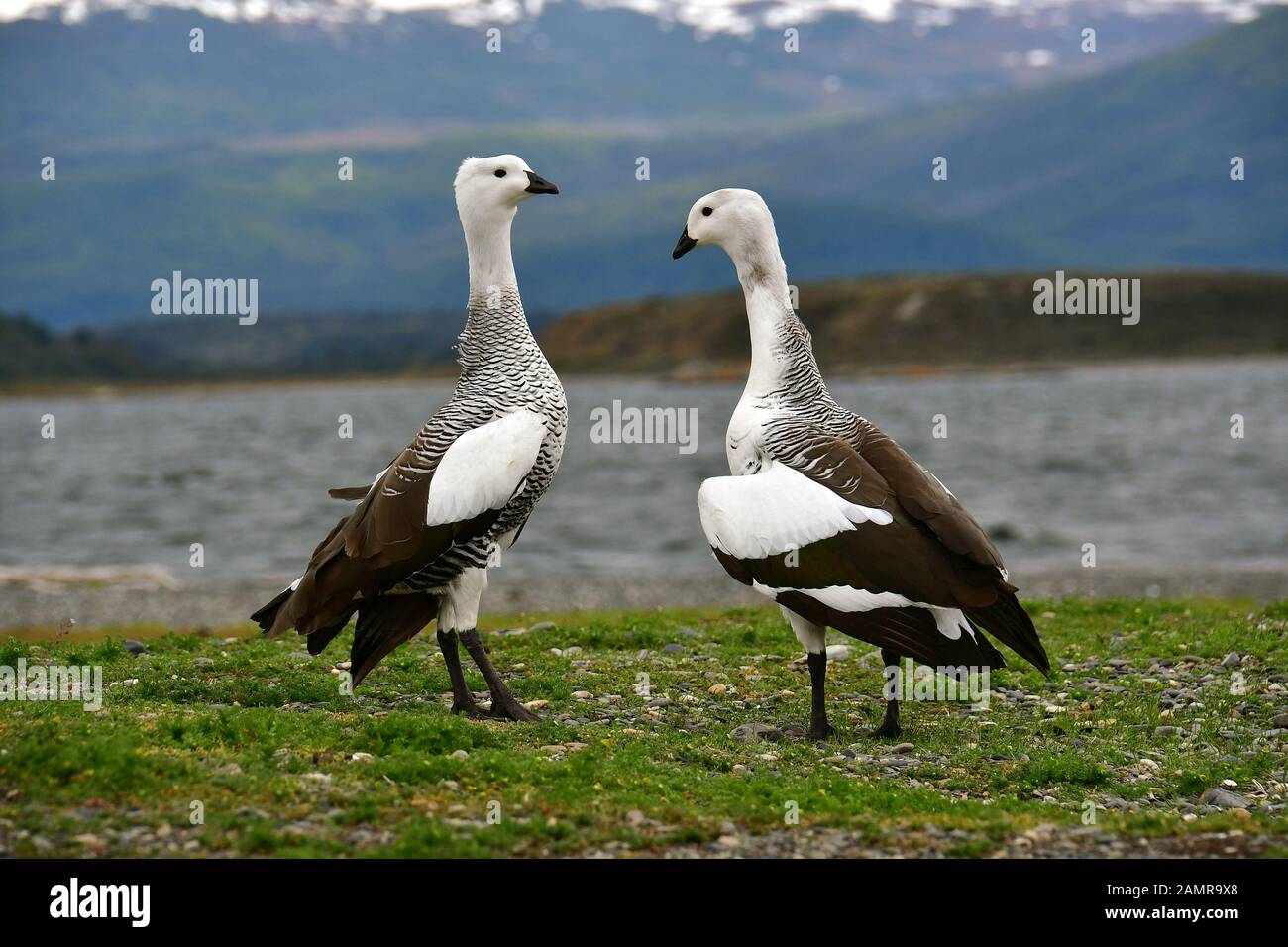 Upland goose or Magellan goose male, Chloephaga picta, Magellangans ...