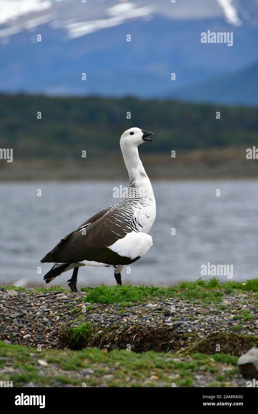 Upland goose or Magellan goose male, Chloephaga picta, Magellangans ...