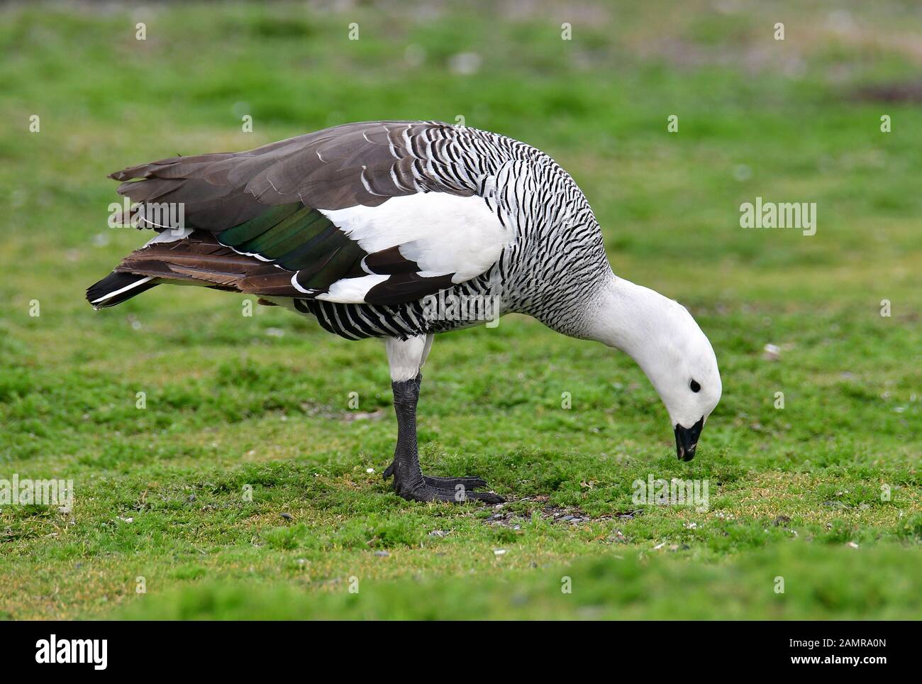 Upland goose or Magellan goose male, Chloephaga picta, Magellangans ...