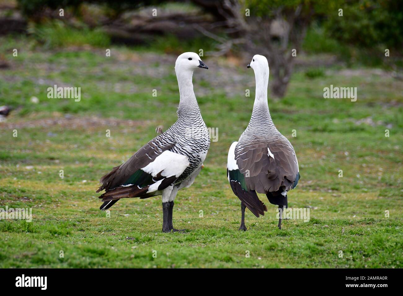 Upland goose or Magellan goose male, Chloephaga picta, Magellangans ...